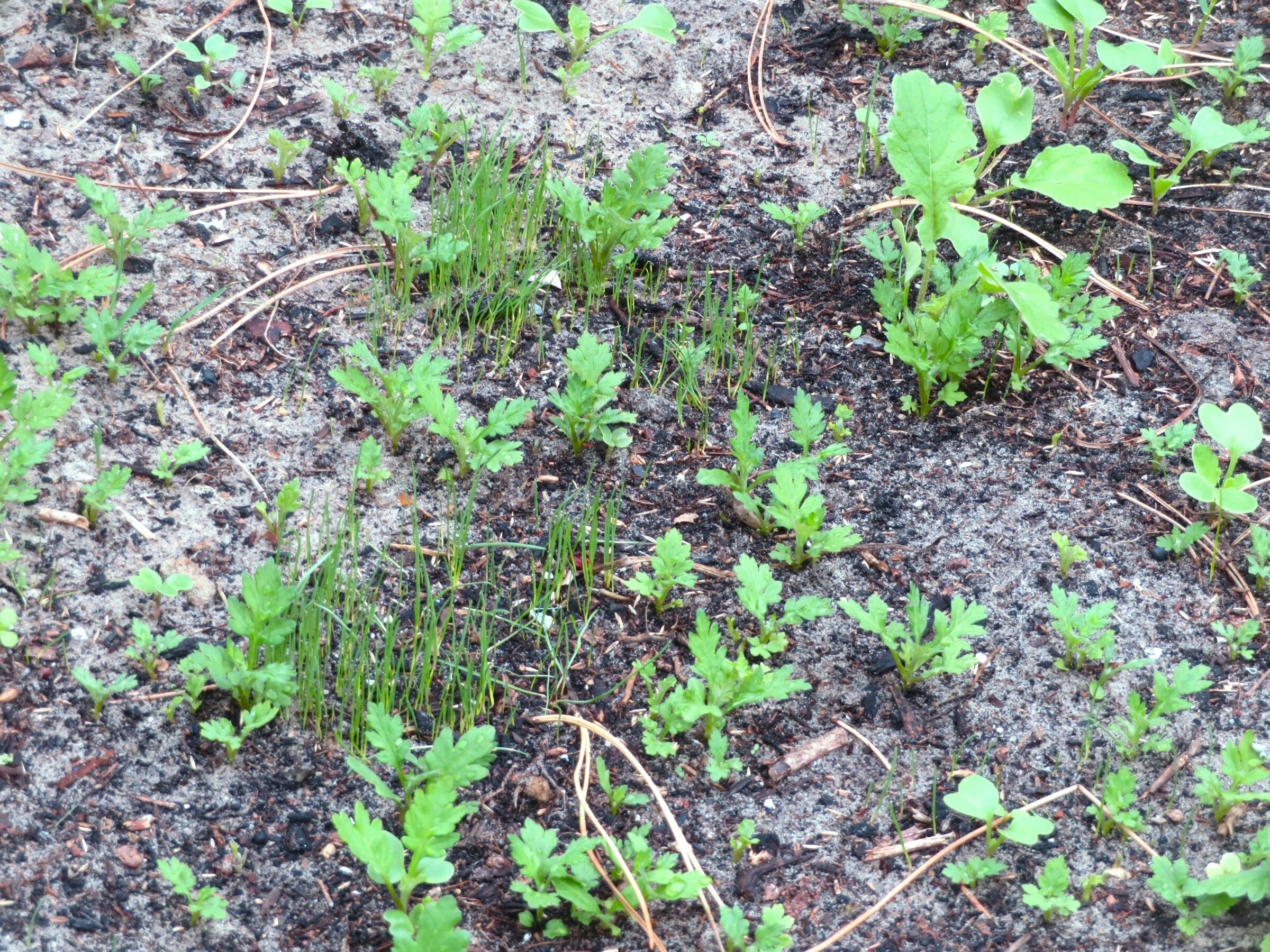 Weerwoord | Groeizaam weertje, etmaal 3mm maand 43mm jaar 666mm, NNW ...