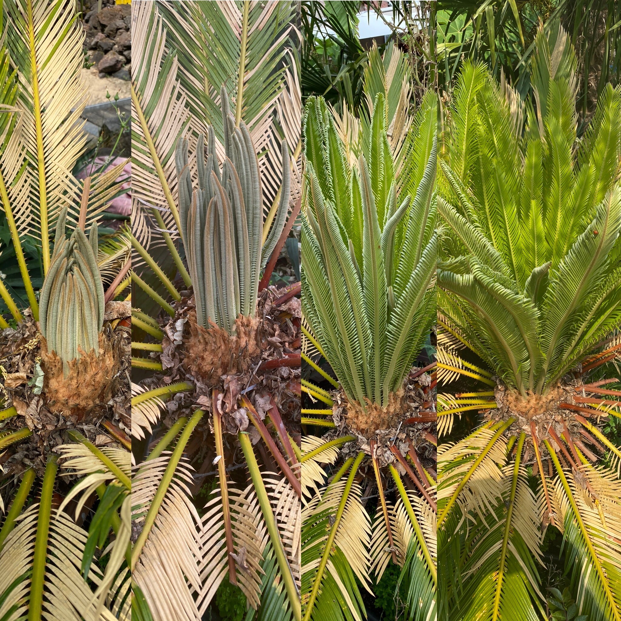 Cycas SAGO PALM (CYCAS REVOLUTA) GETTING NEW FRONDS. 26 Day Time Lapse